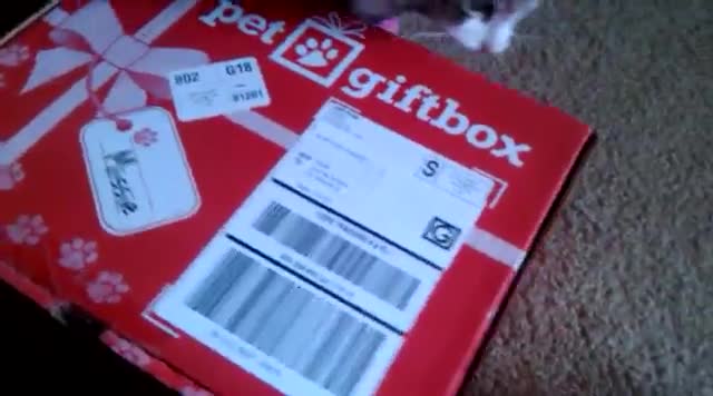 Pet Gift Box