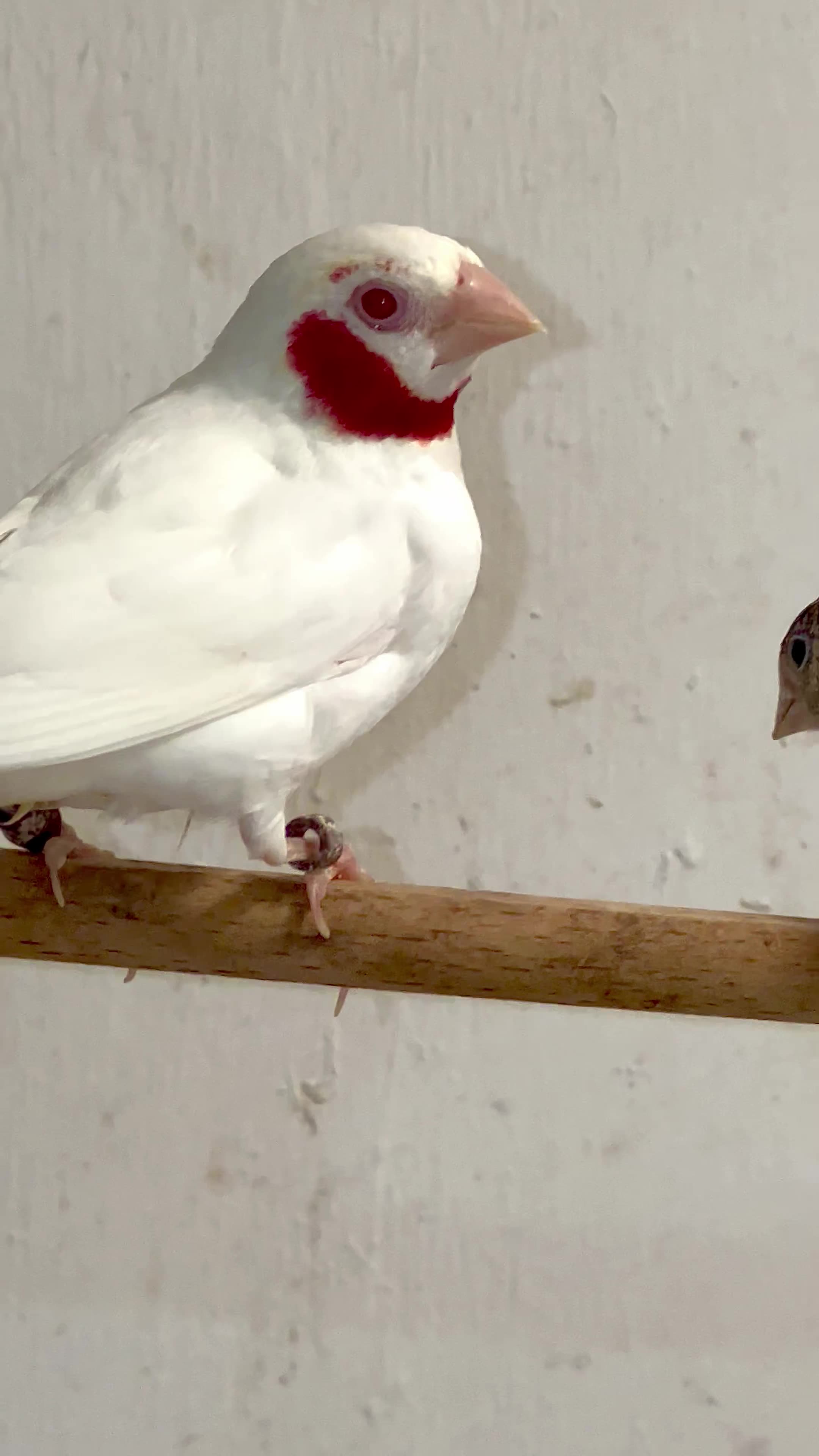 Male and female cut-throat finch (Amadina fasciata) #bird #birds # ...