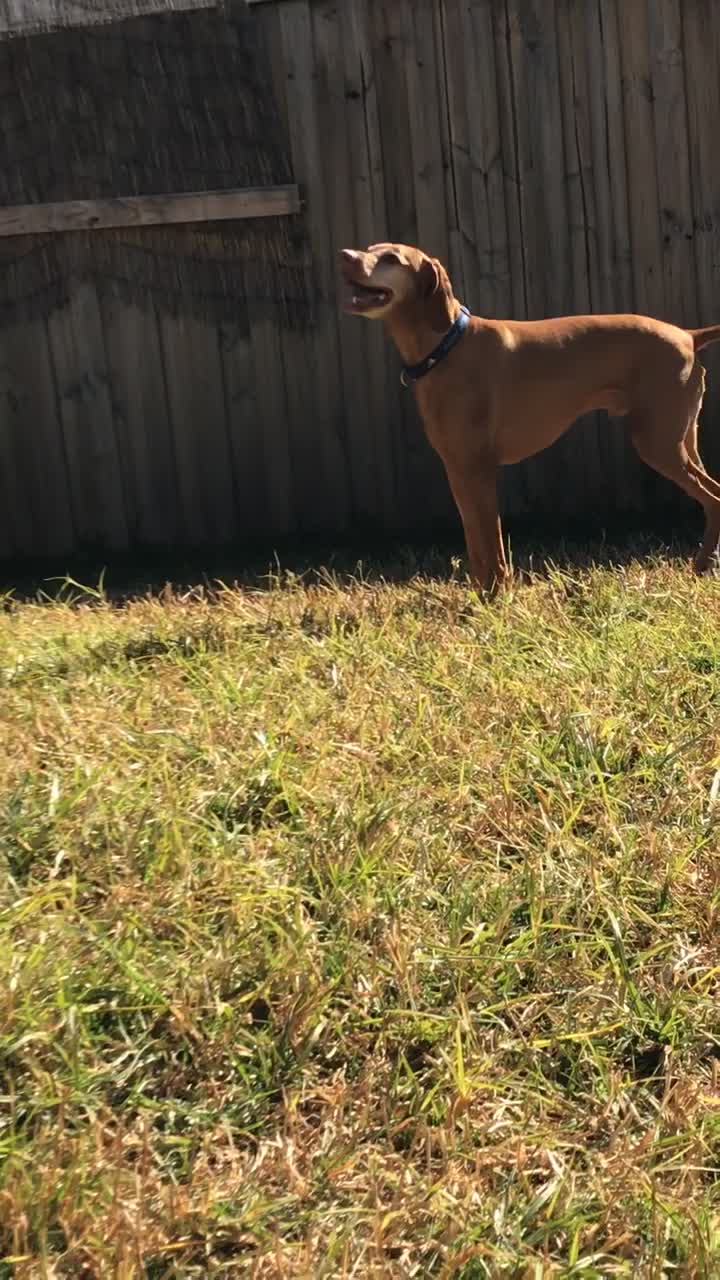 Jumping Doggo Playing with Bird Friends