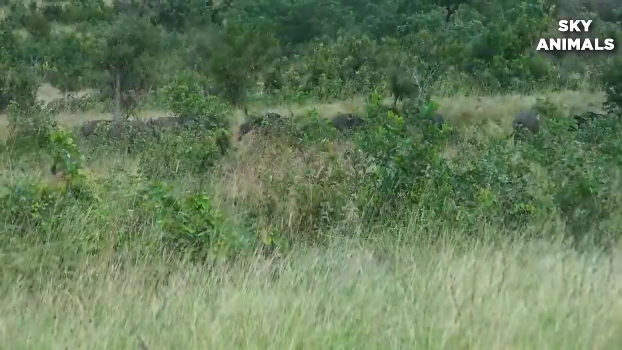 Lion vs Buffalo Battle is not never | Buffalo Too Angry Destroy The ...