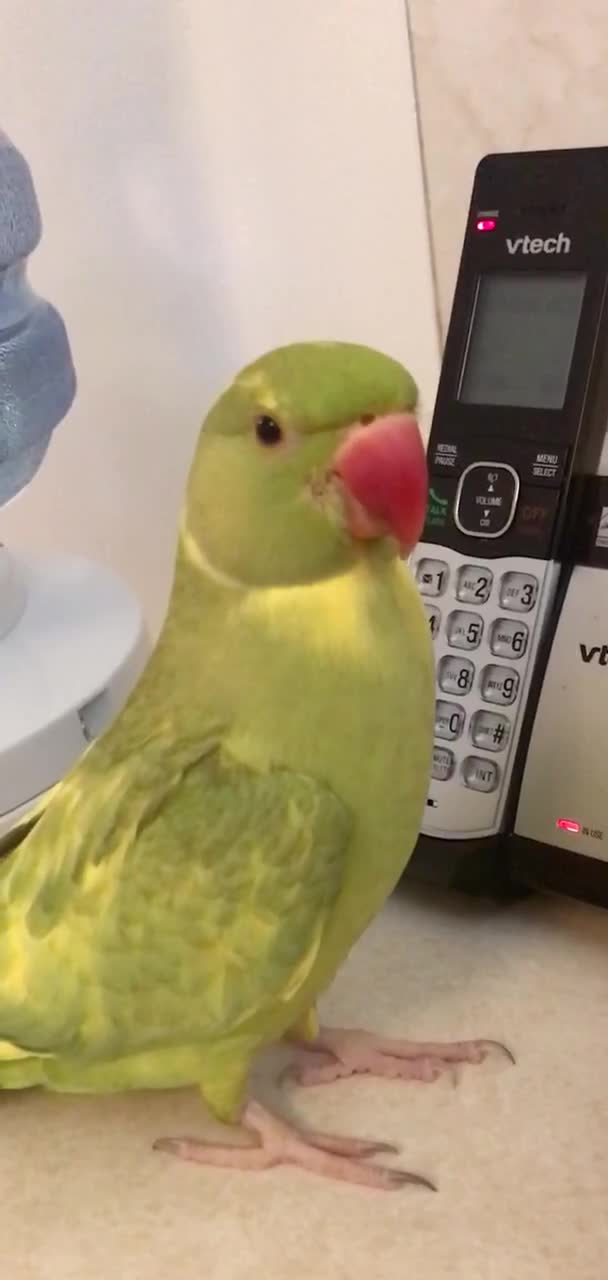 Smart parrot lets owners know when the phone is ringing