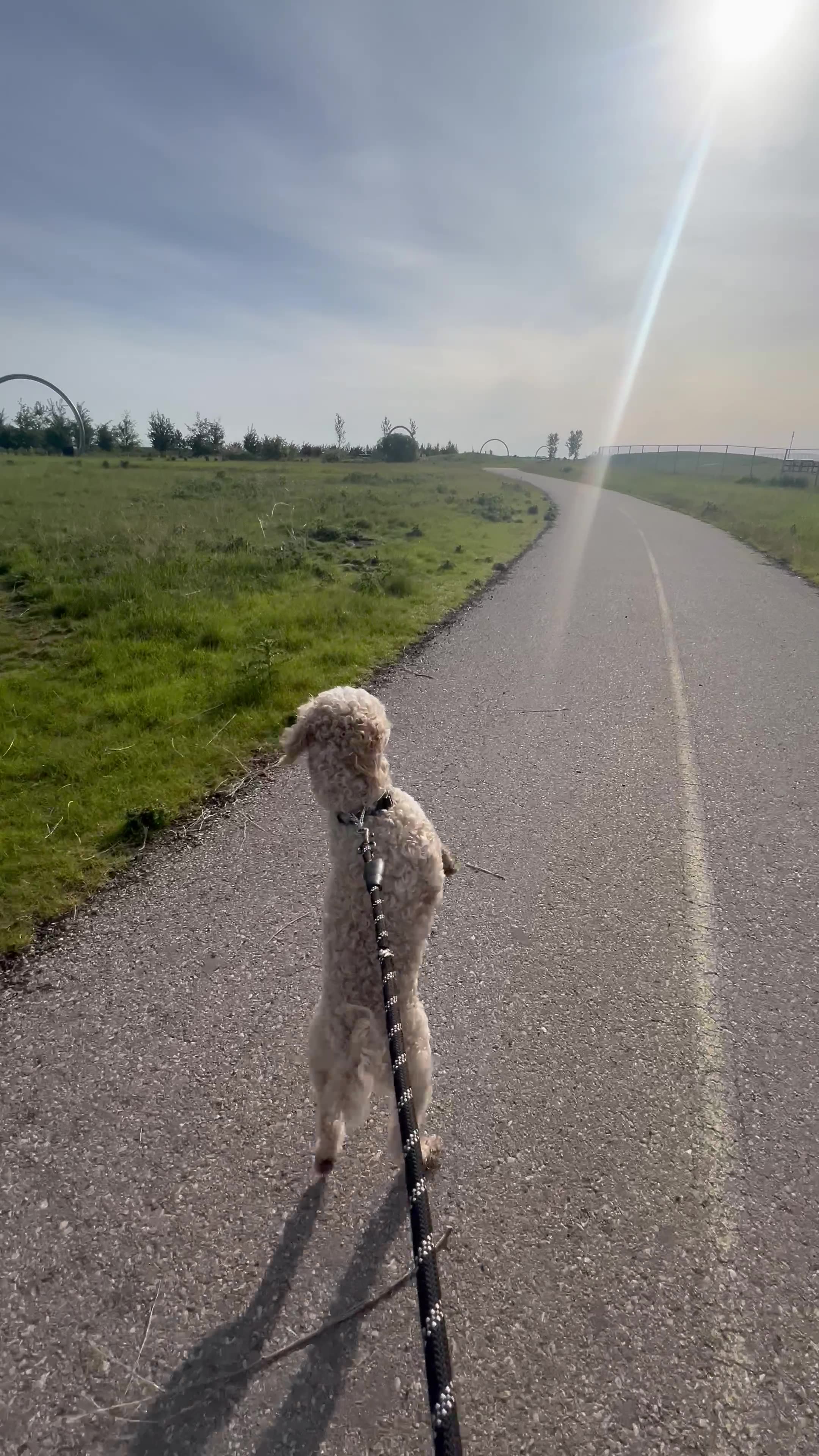 Upright Dog Goes On Morning Walk