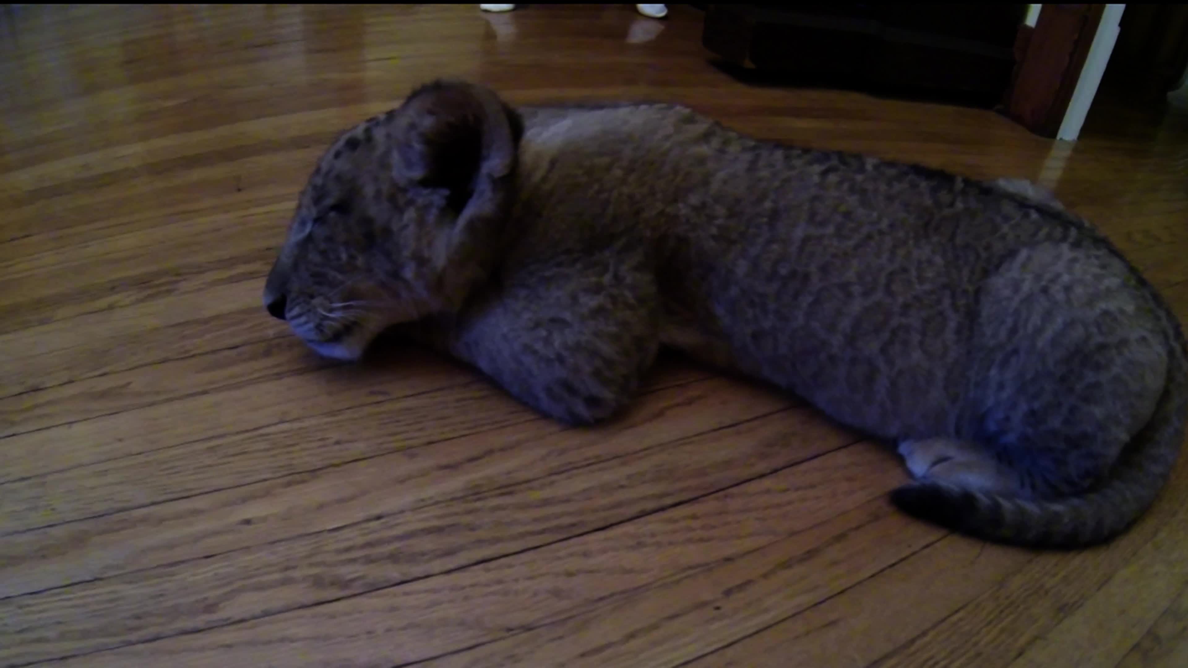 An Adorable Little Cub Was Left In A Foster Home. What It Does There ...
