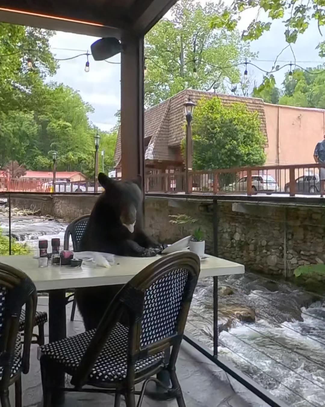 A Bear Decided to Join Us for Lunch