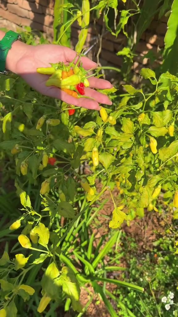 Pick wild fruit in my homeland | Have you ever cooked these wild fruit ...