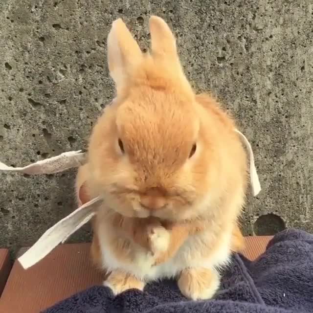 How cute is this bunny