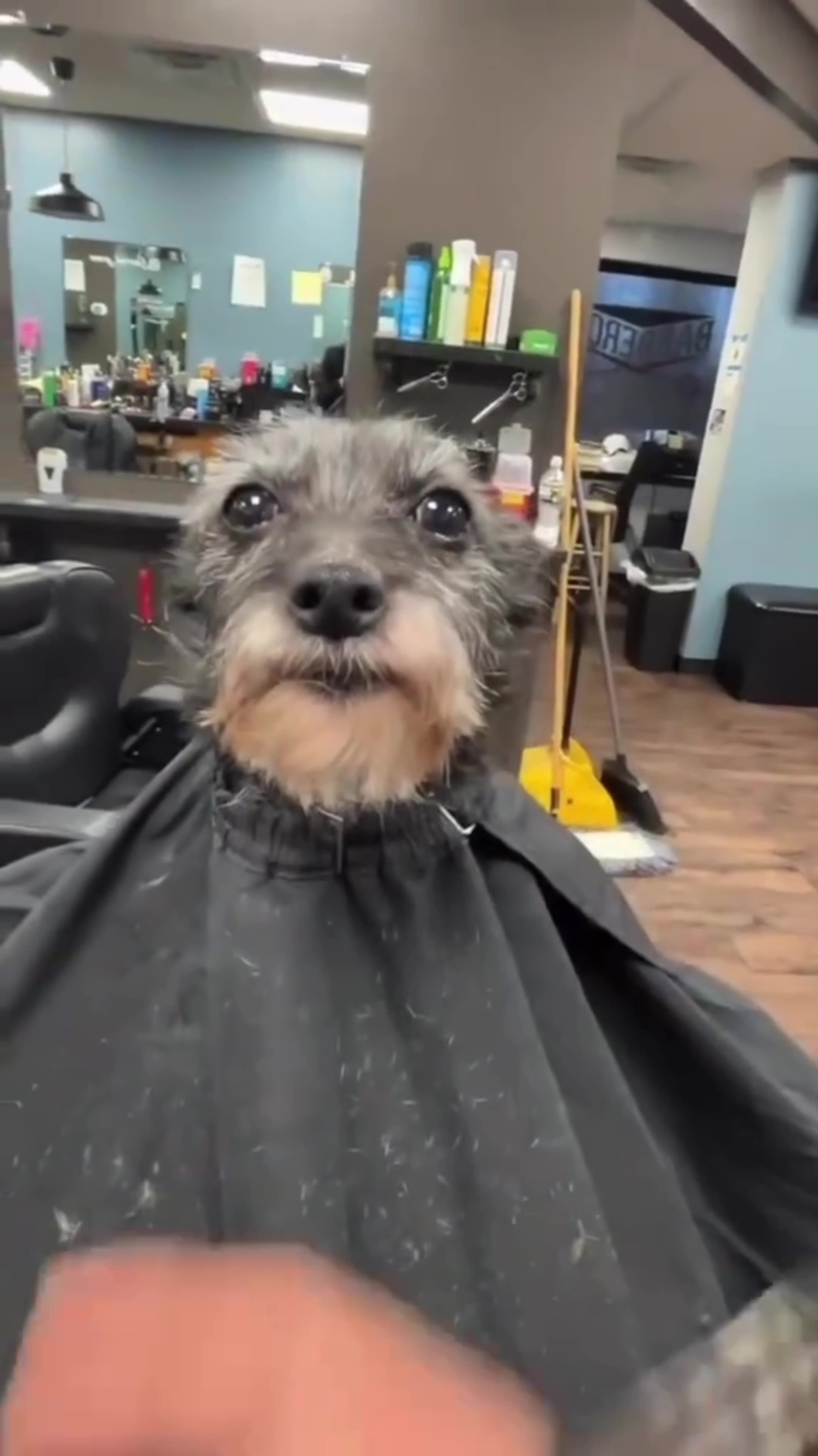 Dog Gets a Haircut at a Barbershop