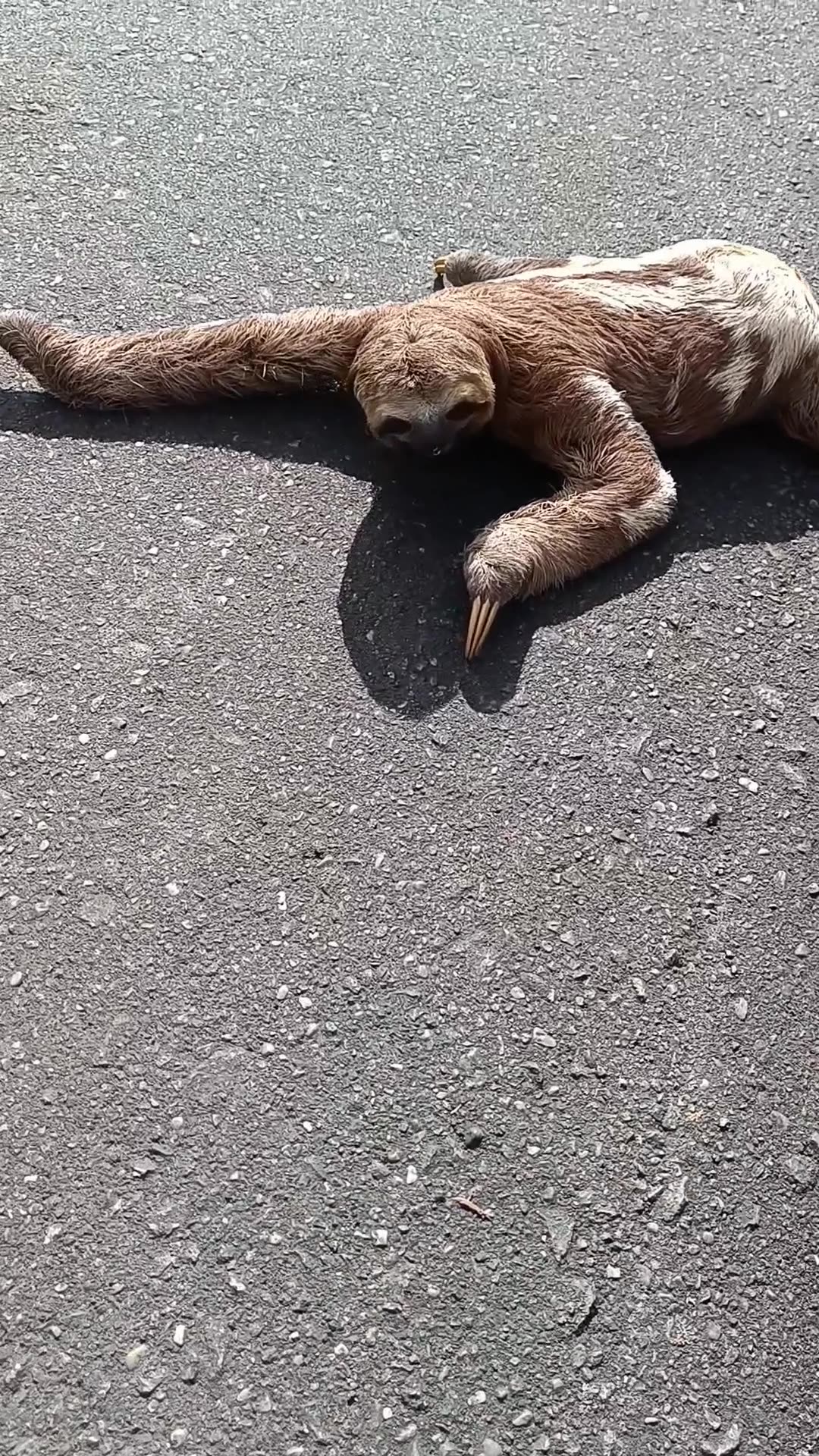 Roadside Sloth Taken Back To Trees