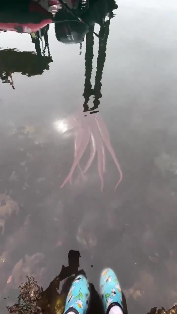 Octopus (#Jesus) takes an interest in a human sitting by the rocks