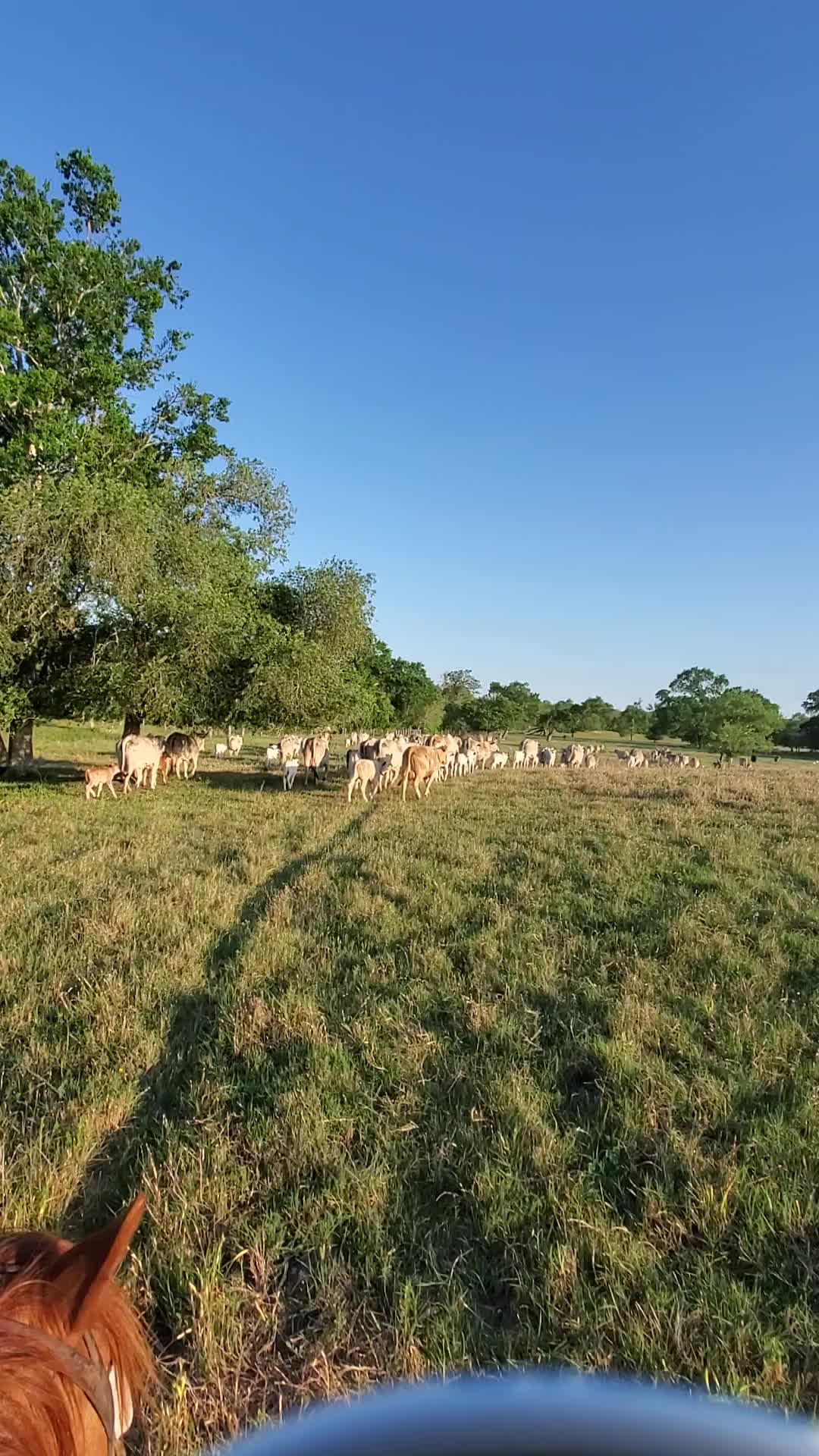 Moving Cattle 2