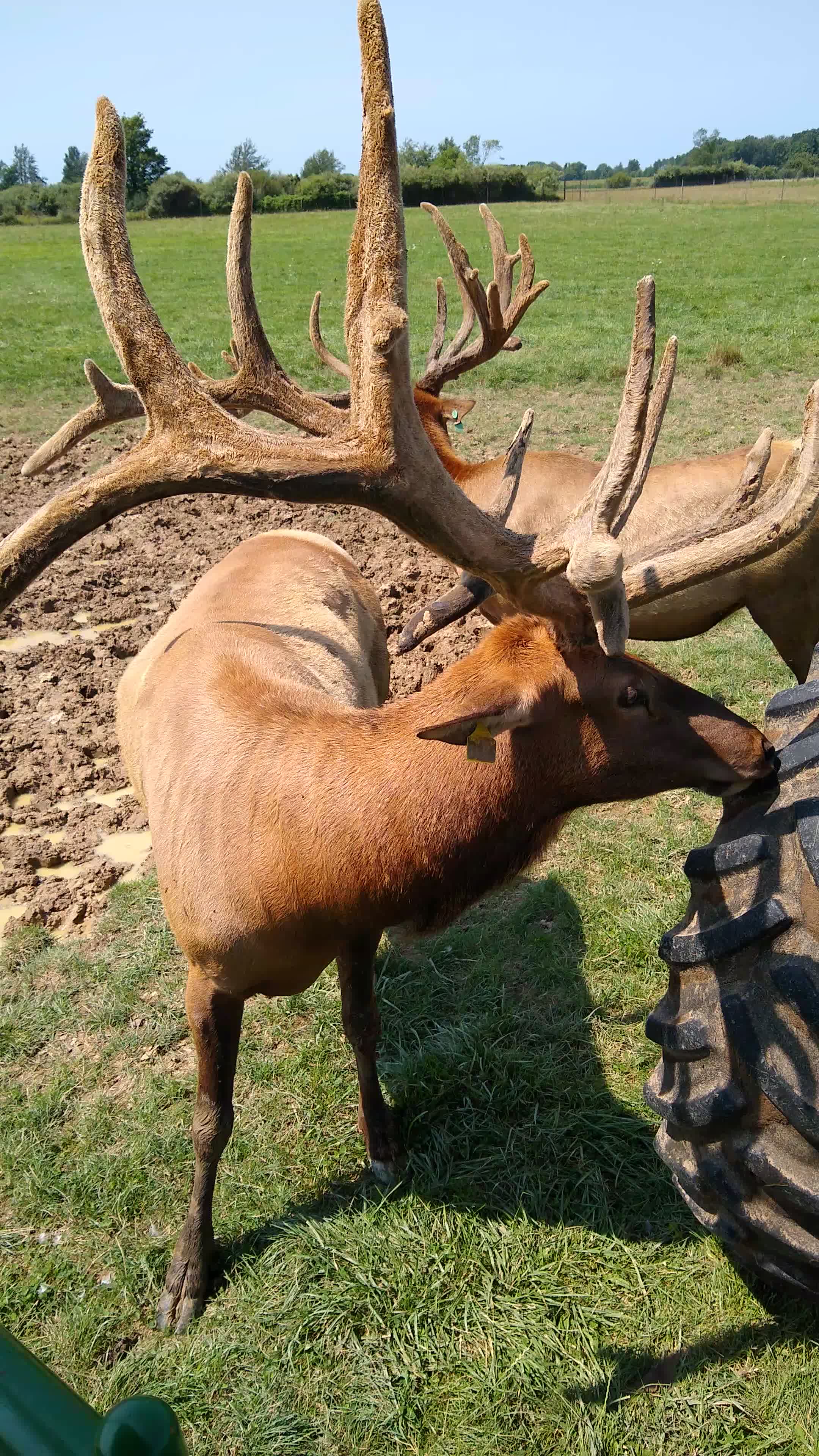 Visiting an elf farm