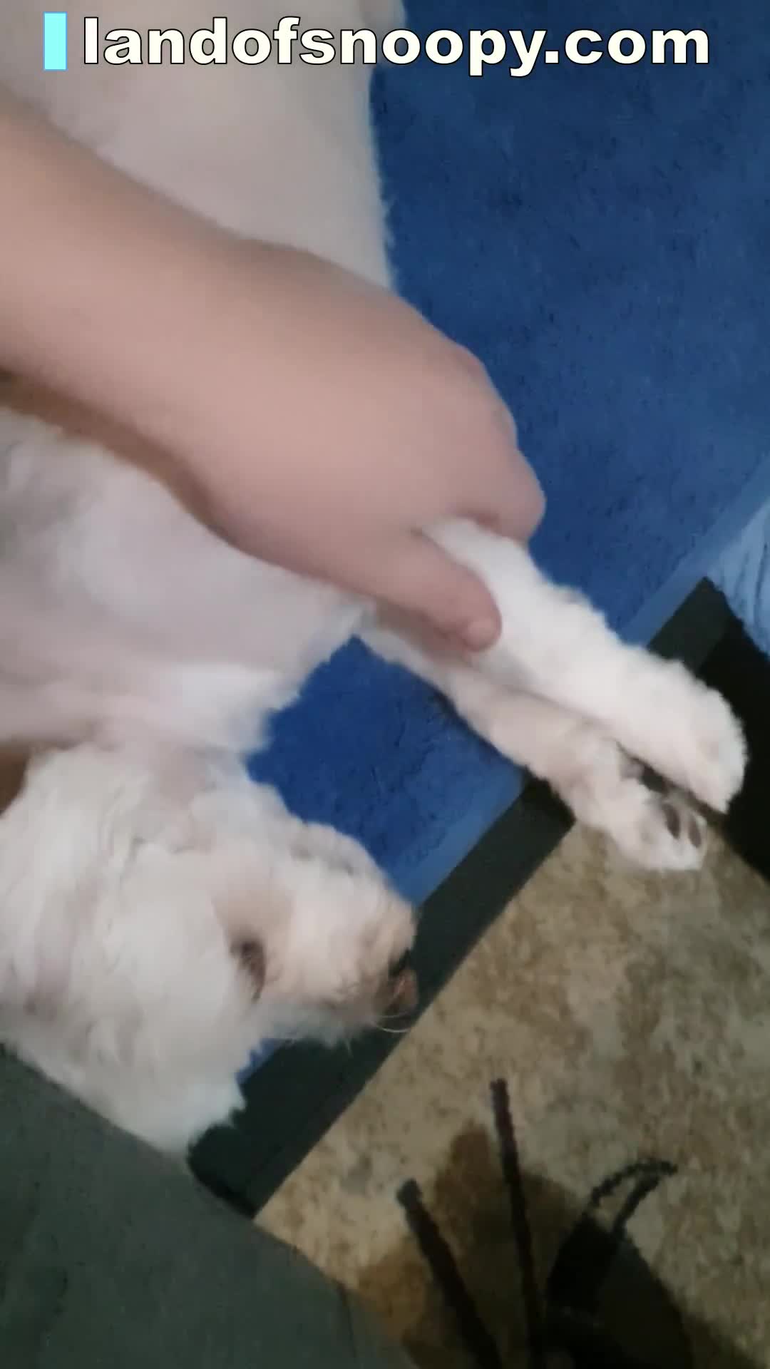 Snoopy gets a standard belly rub
