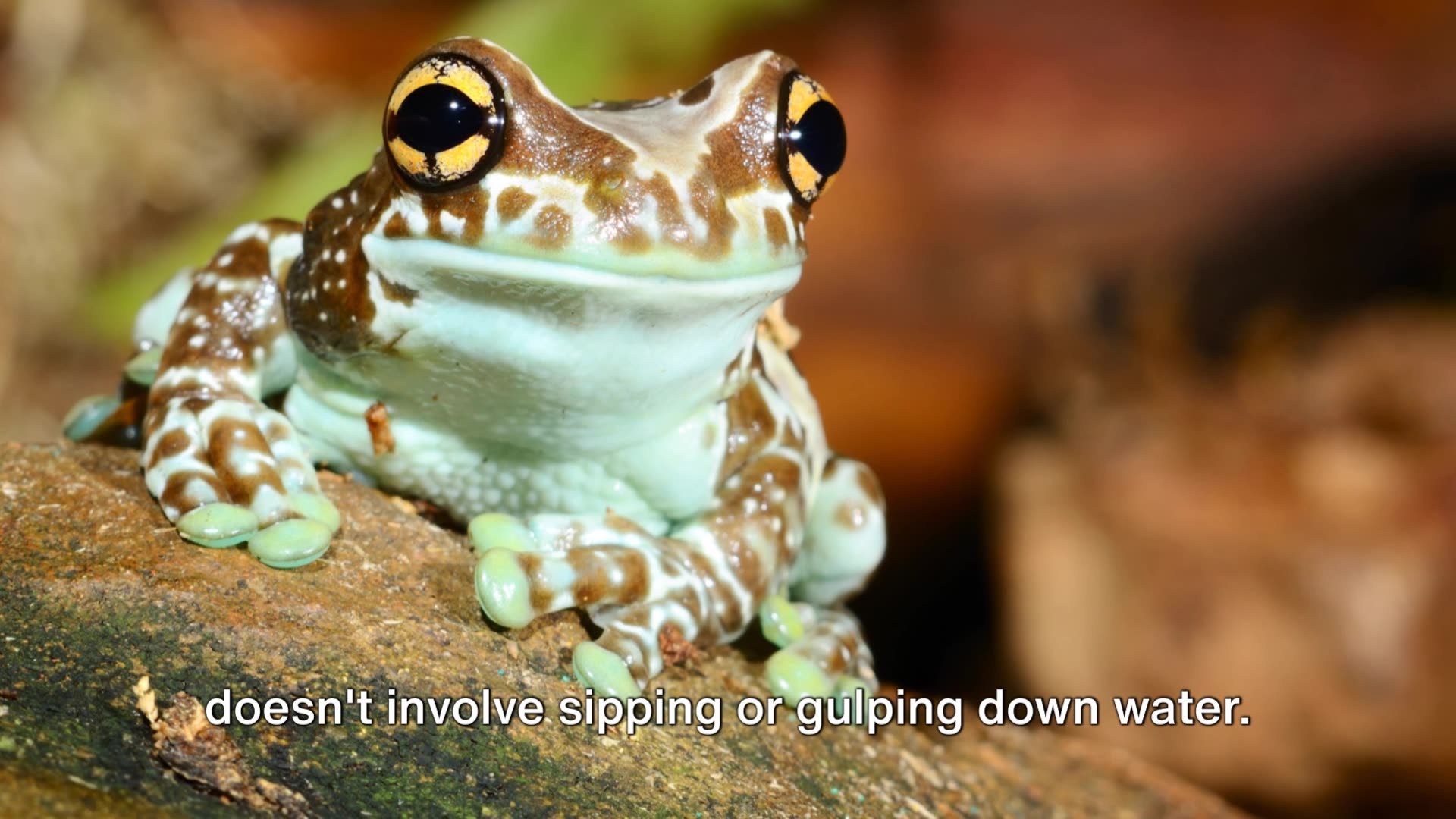 Just Amazing ! - Frogs Do Not "Drink" Water ! Never Have