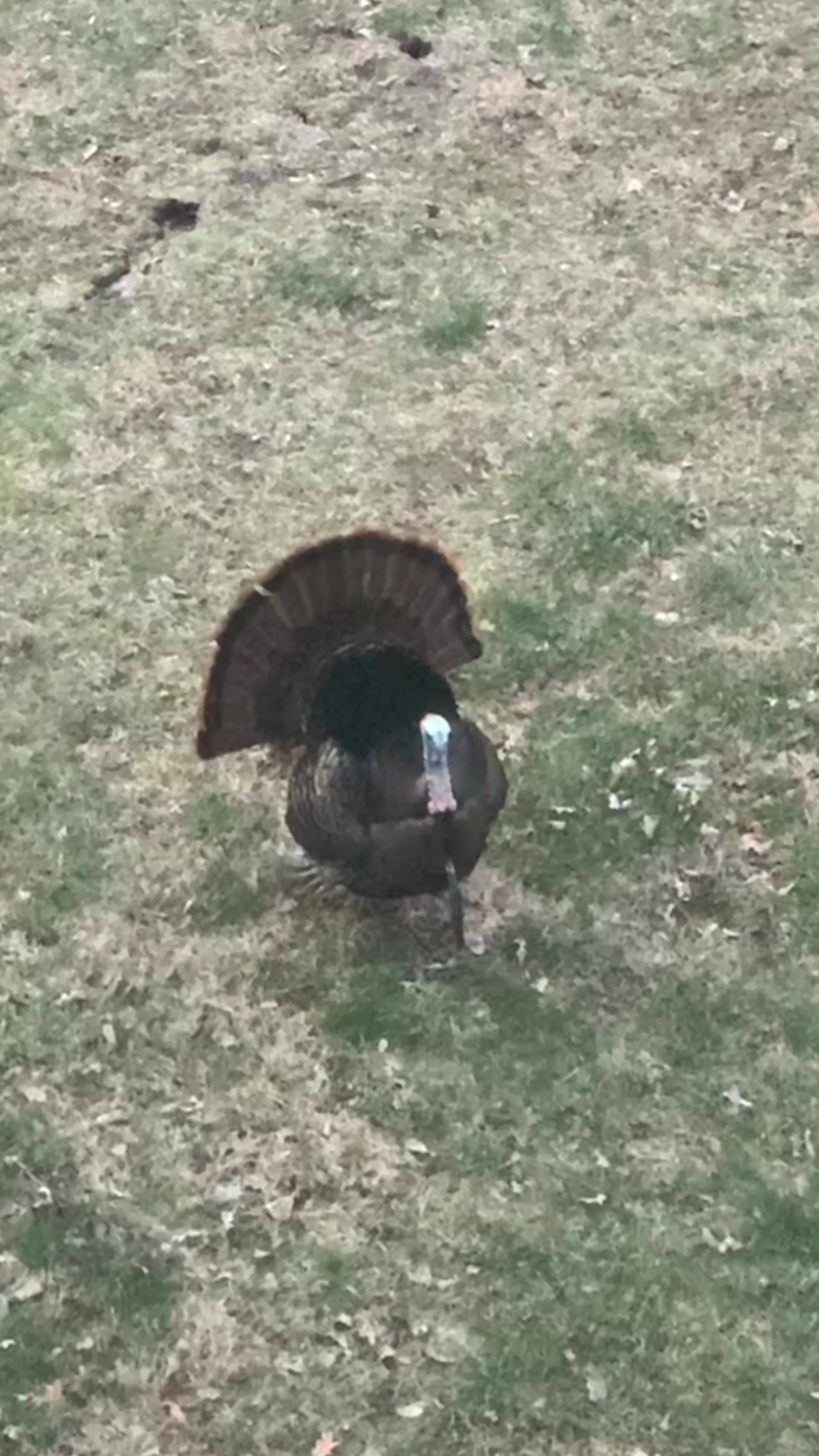 A Wild Turkey Strutting and Gobbling