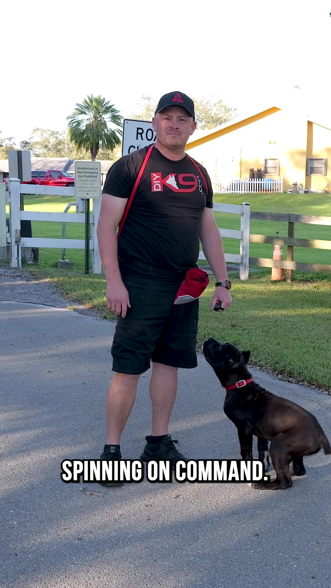 How to Teach Your Dog to Spin in 3 Easy Steps