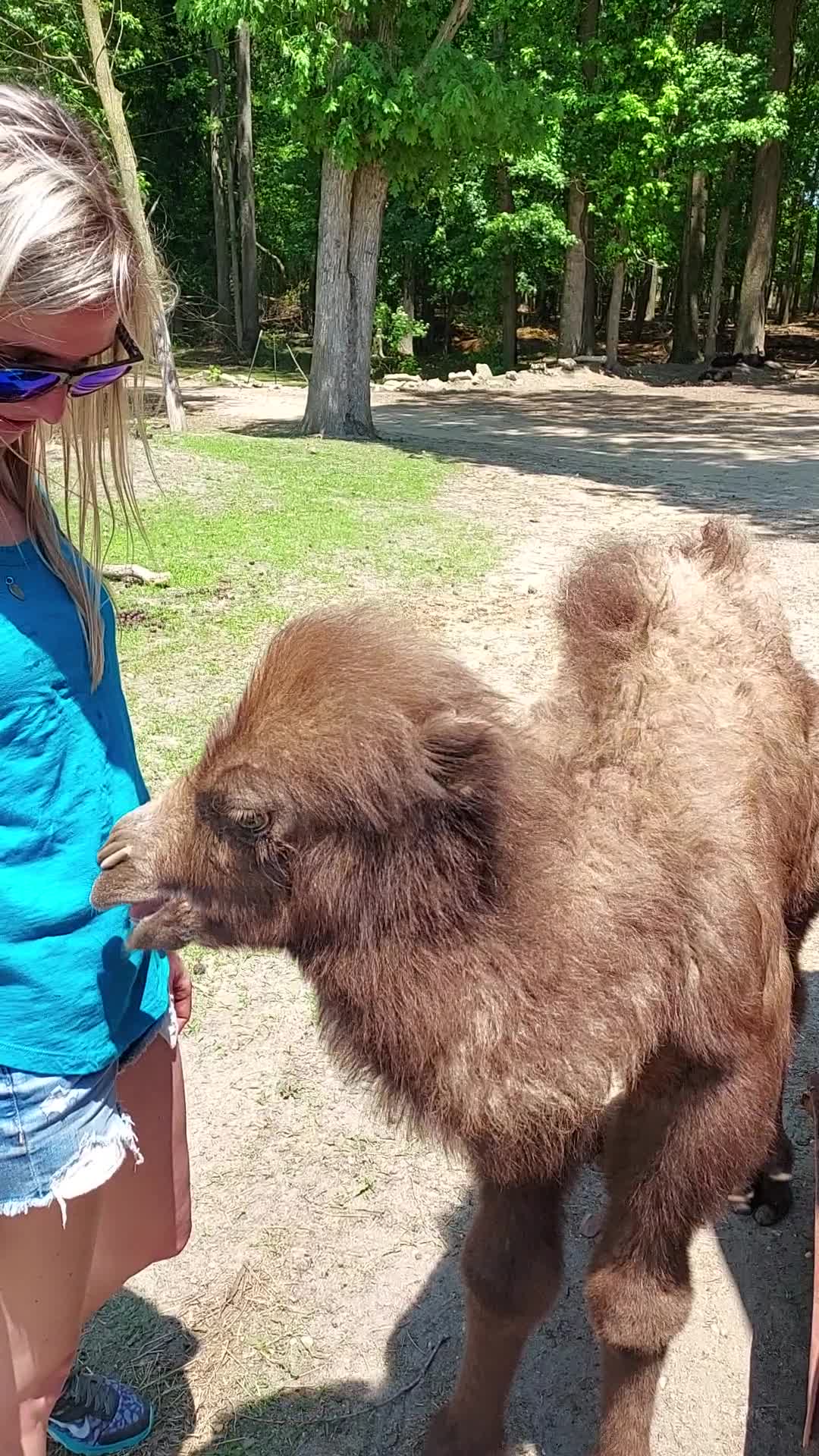 Confused Baby Camel Looks for Milk