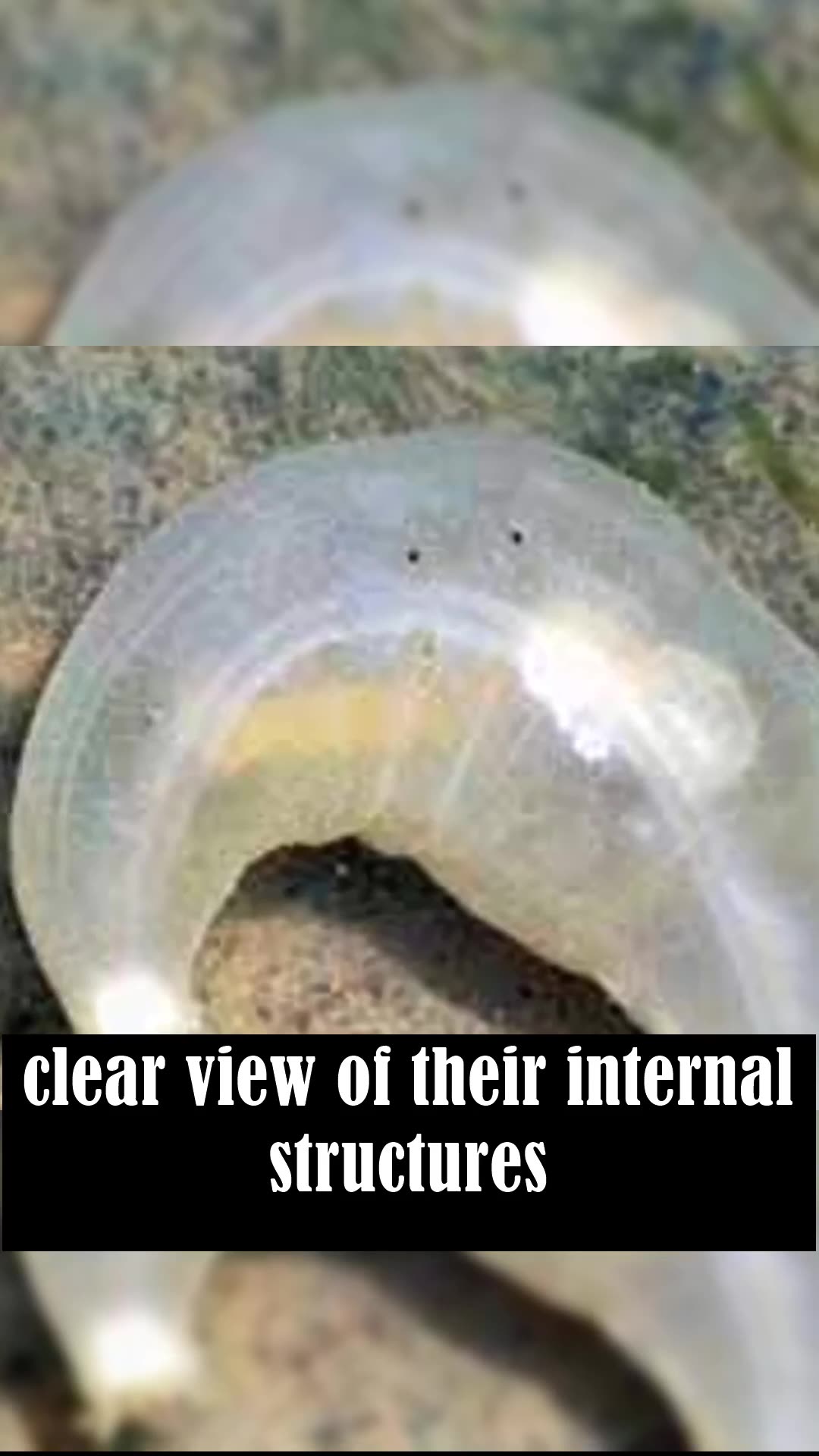 The Real Invisible Sea Cumber