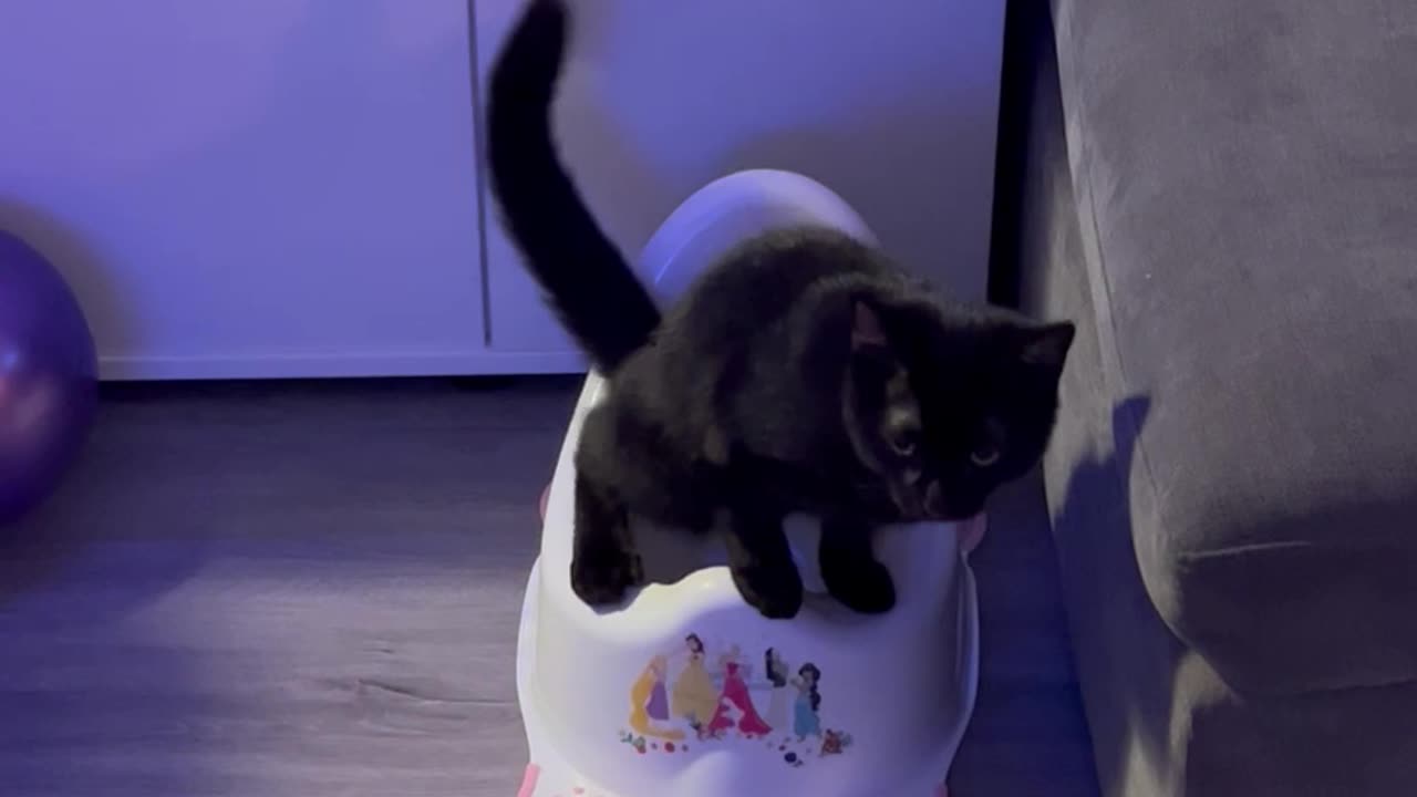 Black Cat Tinkles in Tiny Toilet