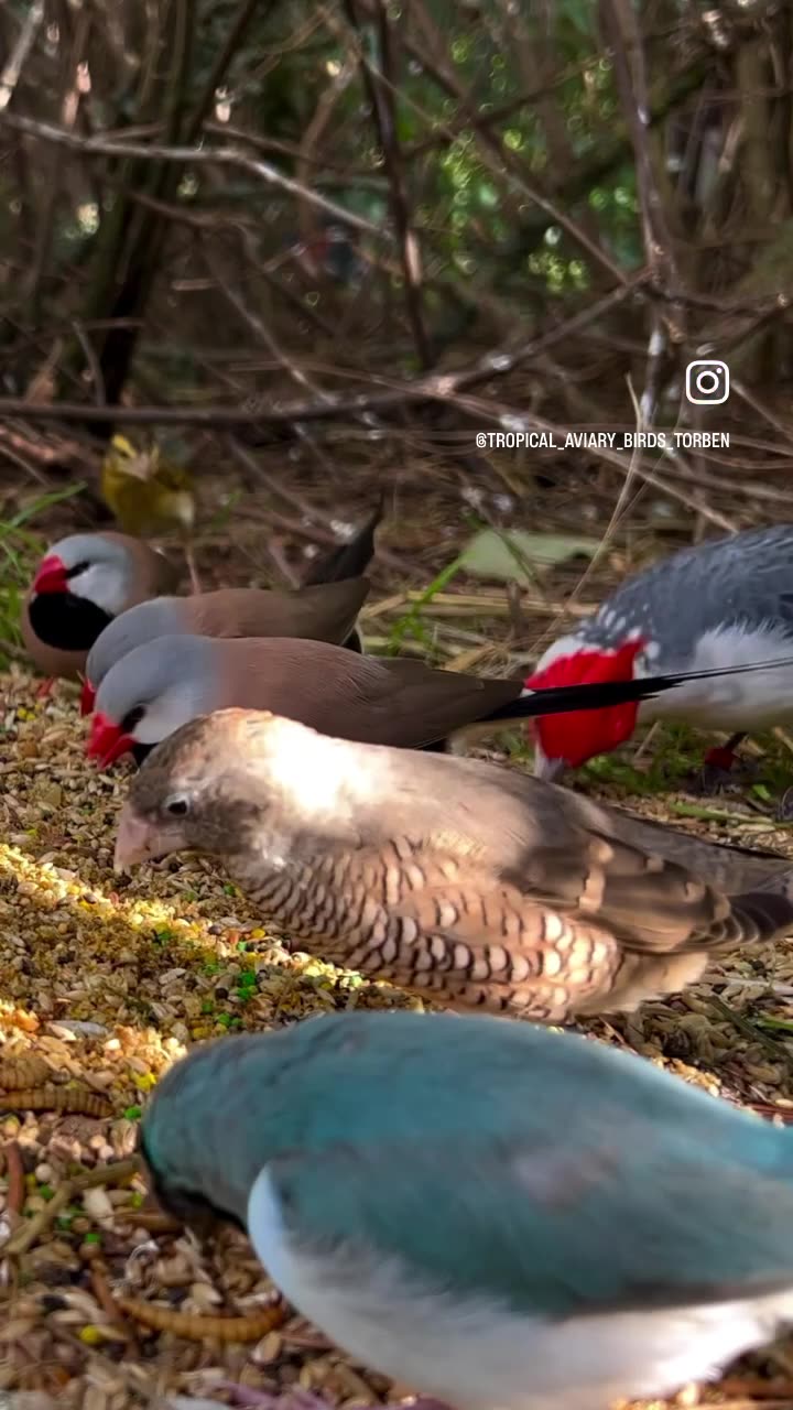 Finches and Softbills in Danish outdoor bird aviary