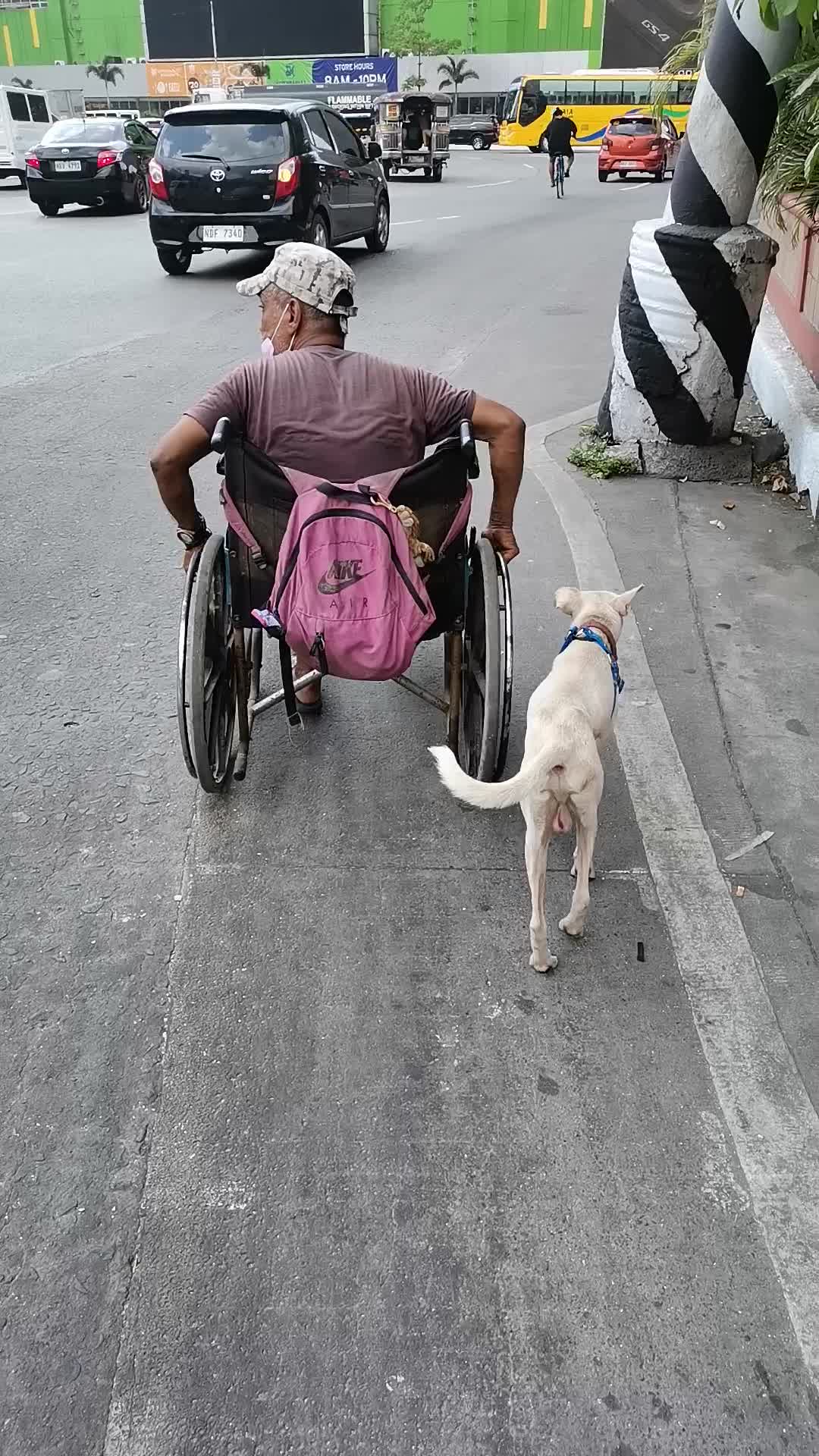 Dog Helps Push Owner's Wheelchair