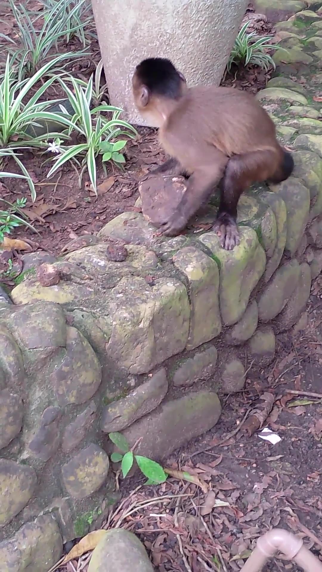 Monkey Uses Massive Stone To Crack Open Nuts