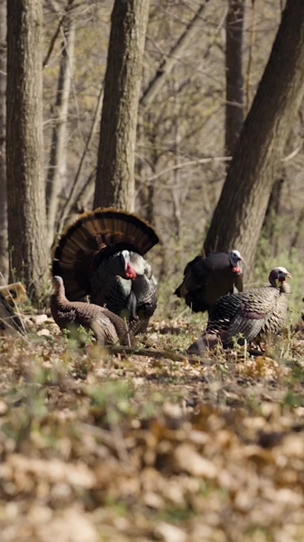 Which turkey would you take aim at? Full hunt on our channel!