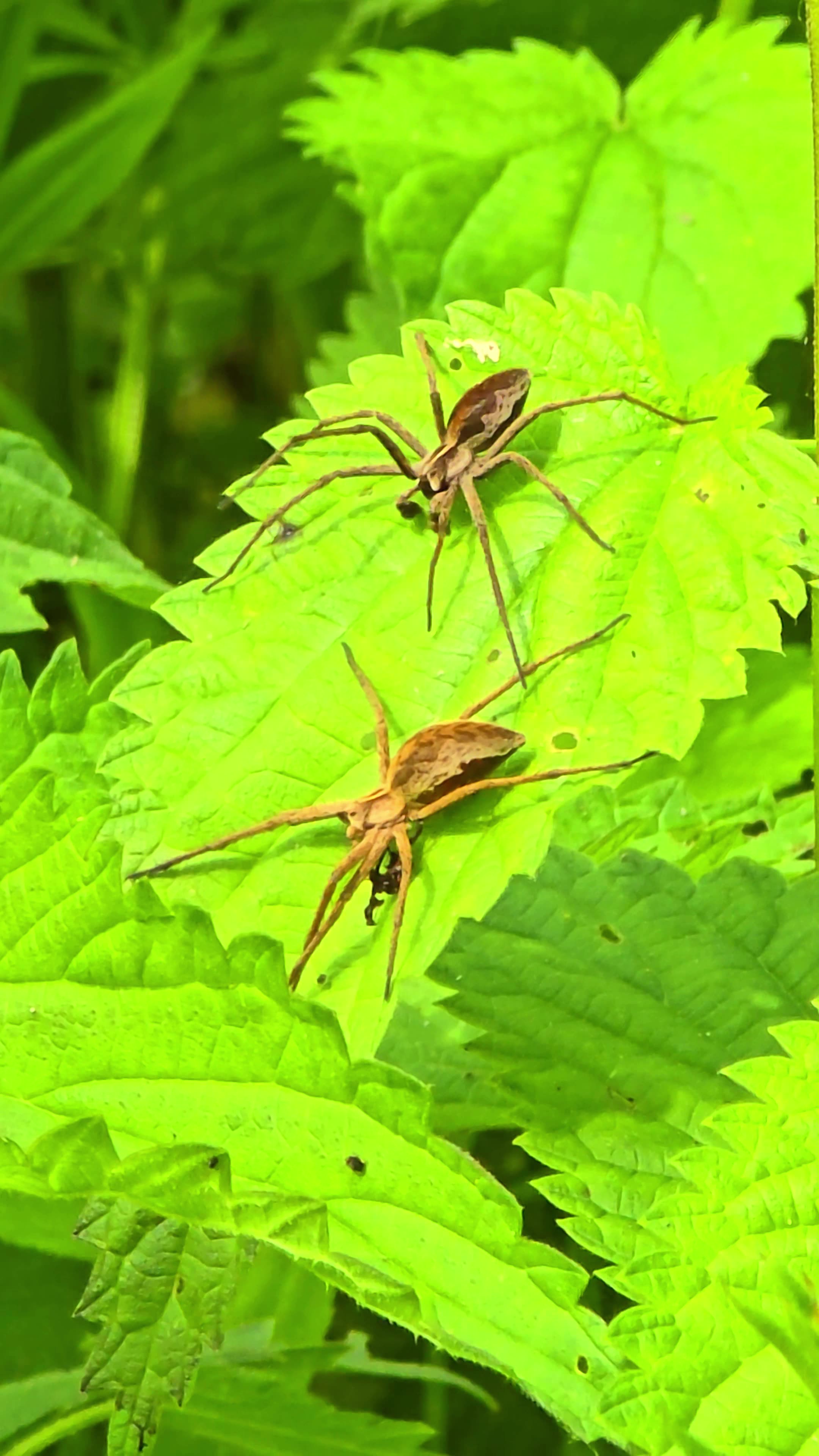 Spider scares another spider / slow motion / two beautiful spiders.