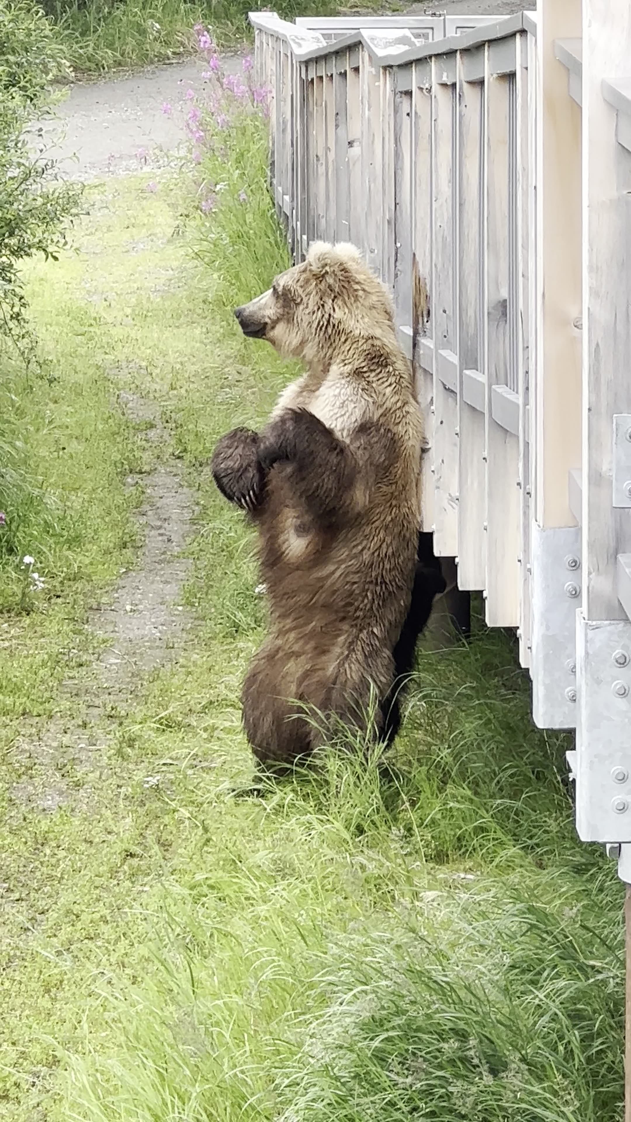 Brown Bear Finds the Perfect Back Scratcher