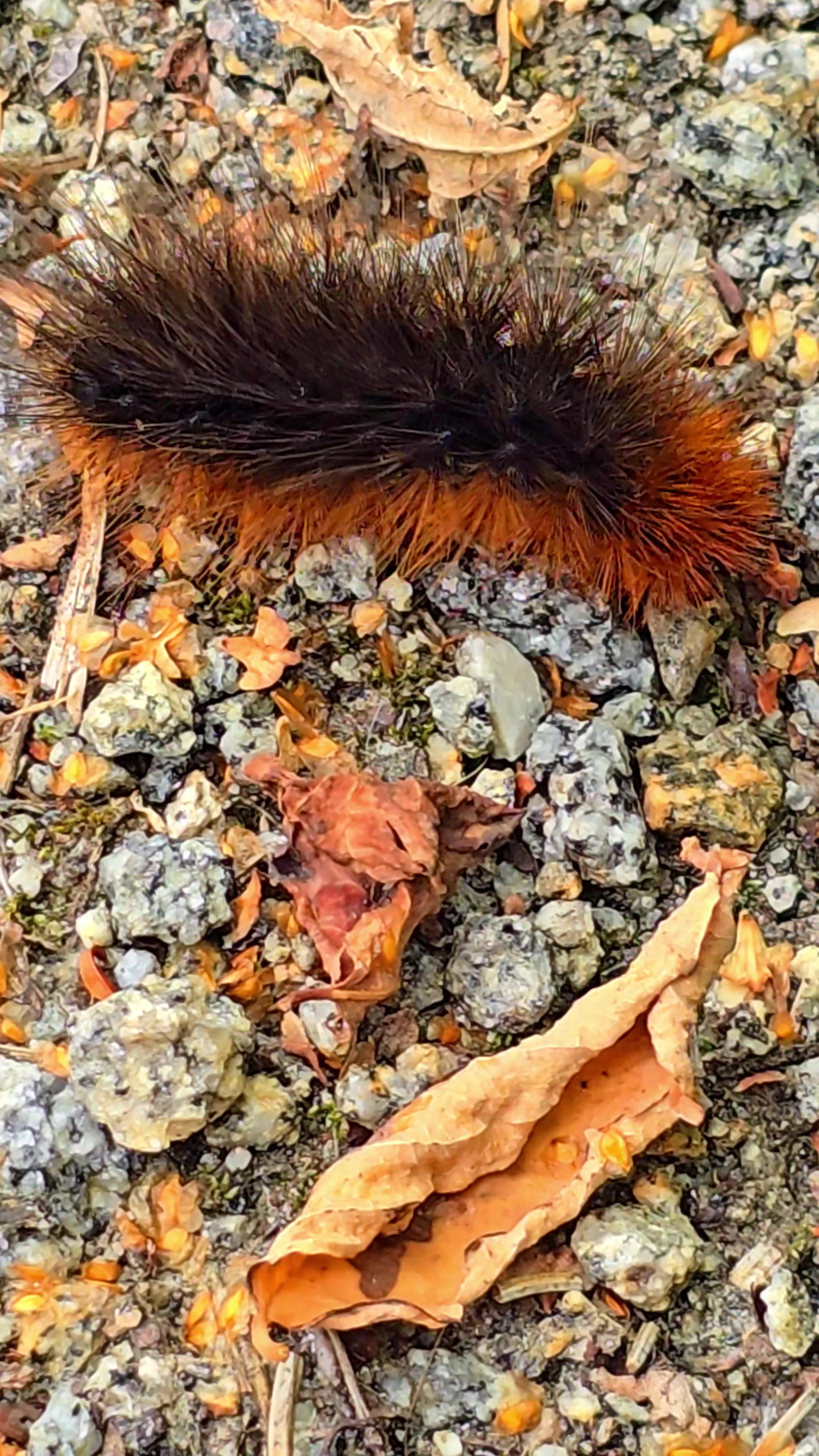 Hairy brown bear caterpillar in nature / beautiful insect