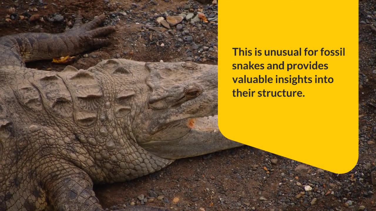 34-Million-Year-Old Snake Discovered in Wyoming Changes Our ...