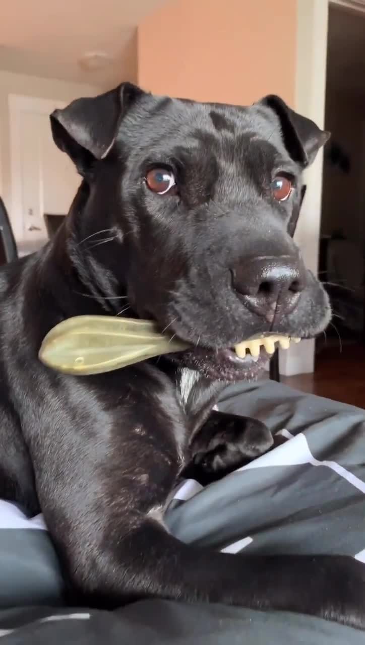 Goofy Dog Holds Toothbrush Bone In Hilarious Fashion