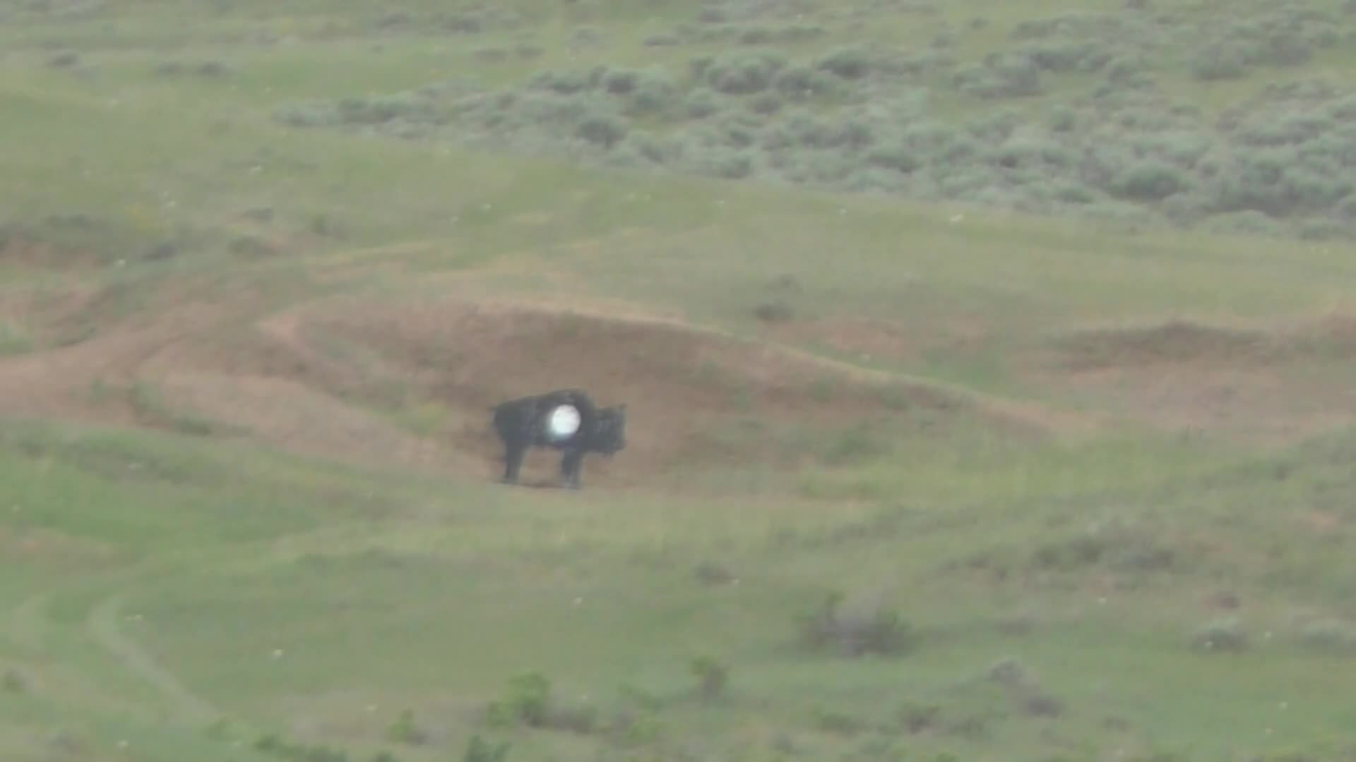 Quigley 2023 Buffalo contest (Red B squad)