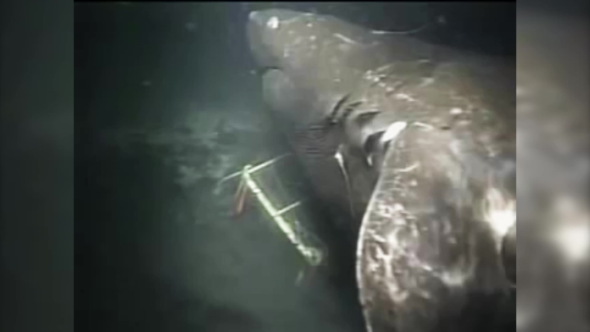 Did Scientists in Japan Discover a Megalodon on Bottom of the Ocean ...