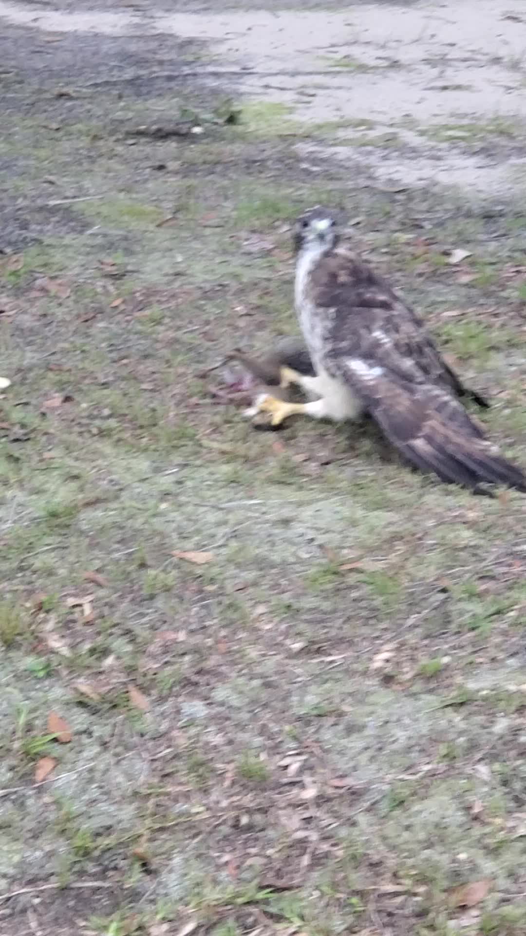 HAWK CAPTURES A SQUIRREL!!