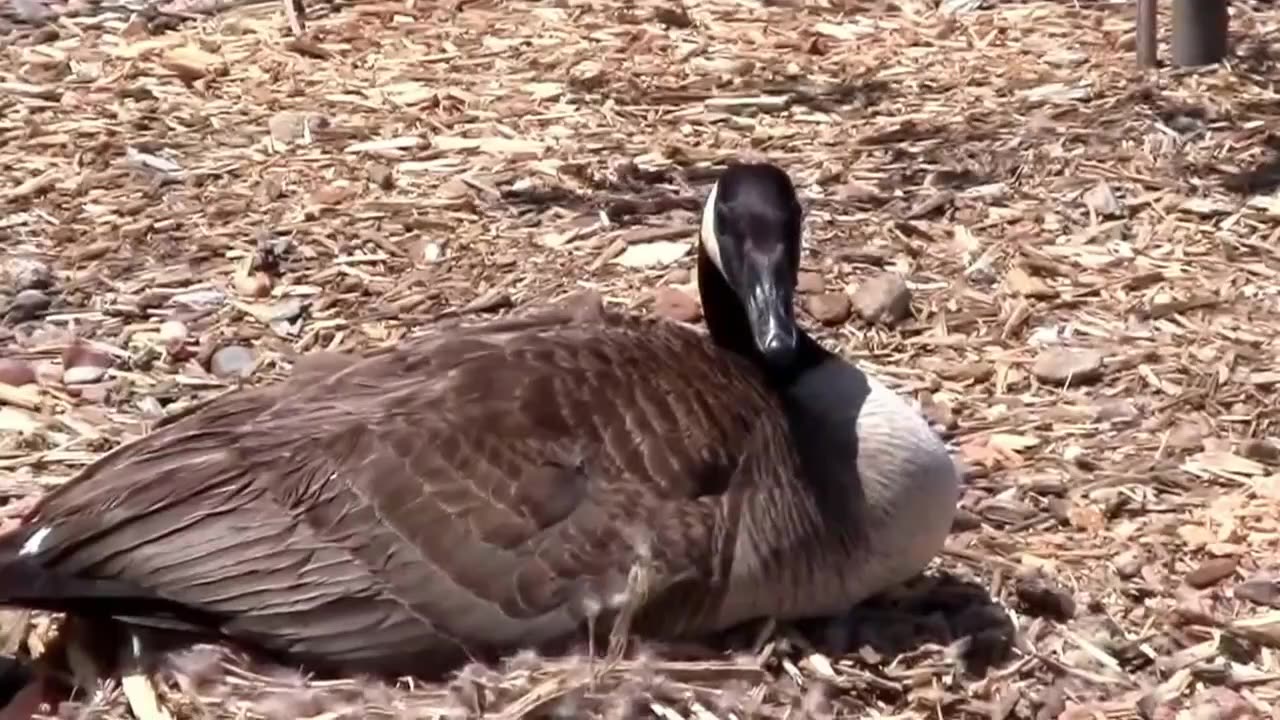 Unbelievable! This Goose Chooses an Unconventional Spot to Build Her ...