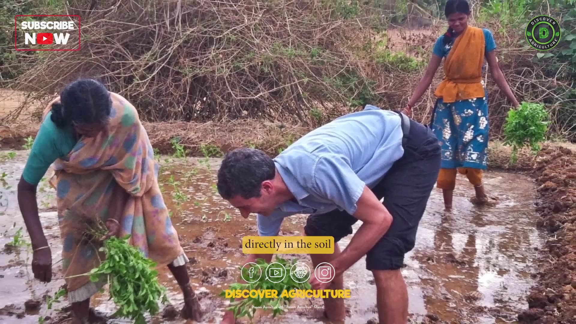 Tulsi Farming Guide - How to Grow Holy Basil Plant from Seeds ...