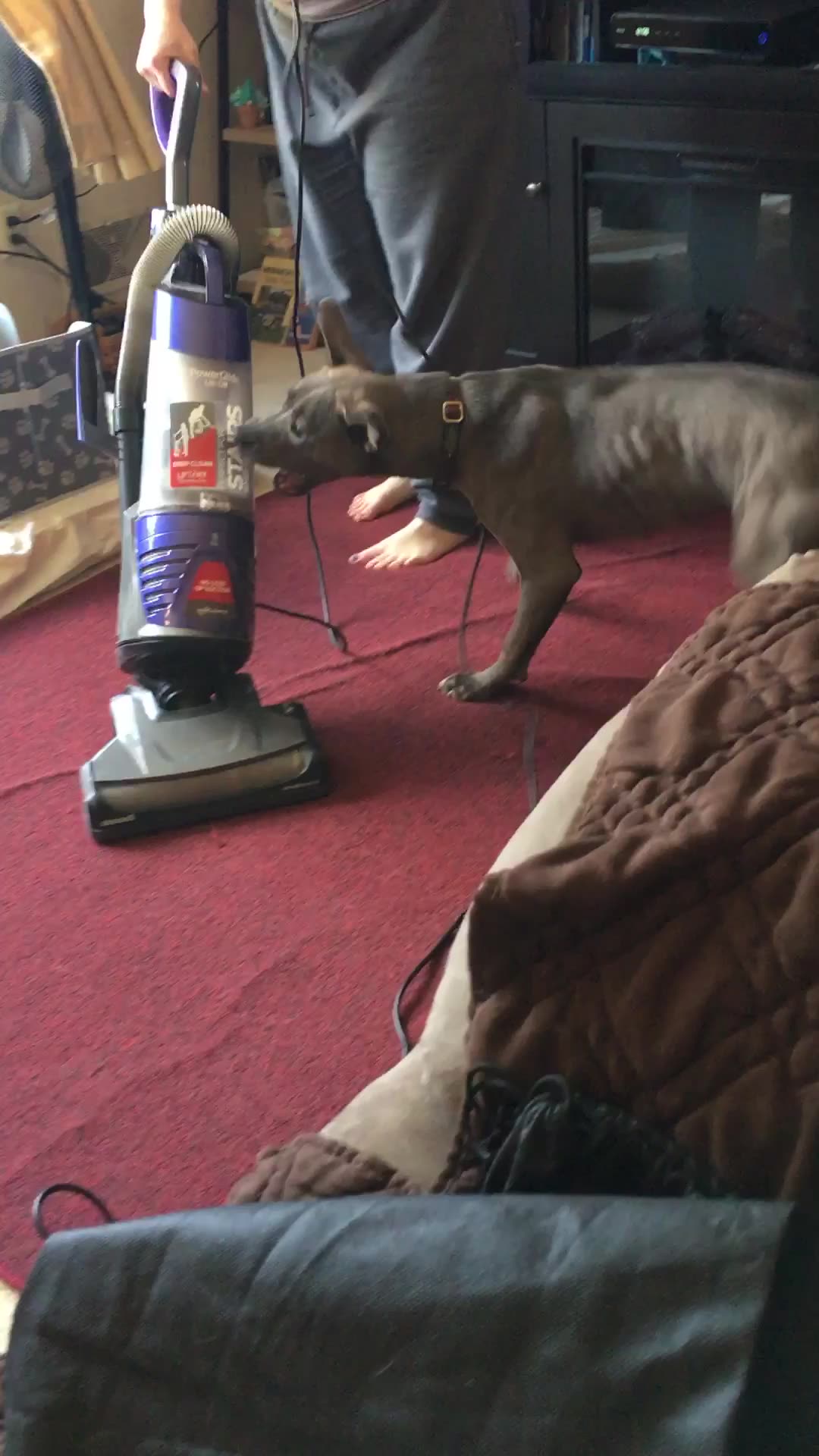 Dog attacks vacuum
