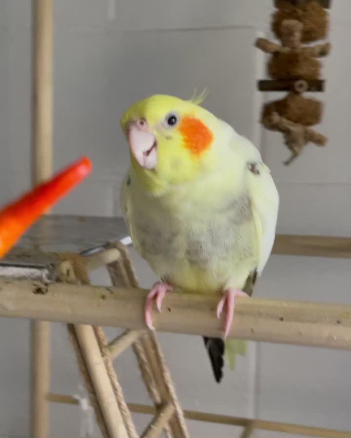 Parrot enjoys spicy pepper