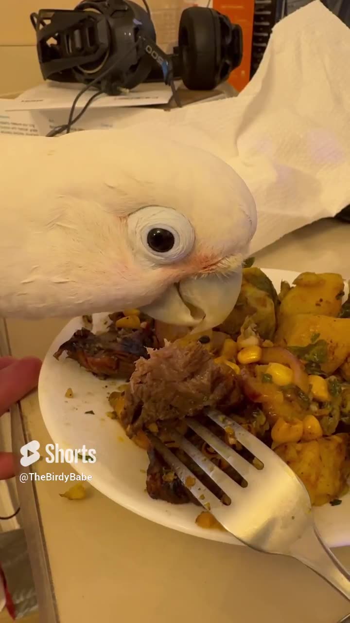 Steak Dinner Deluxe: Boo the Cockatoo's Luxury Vacation Feast! 🥩🦜