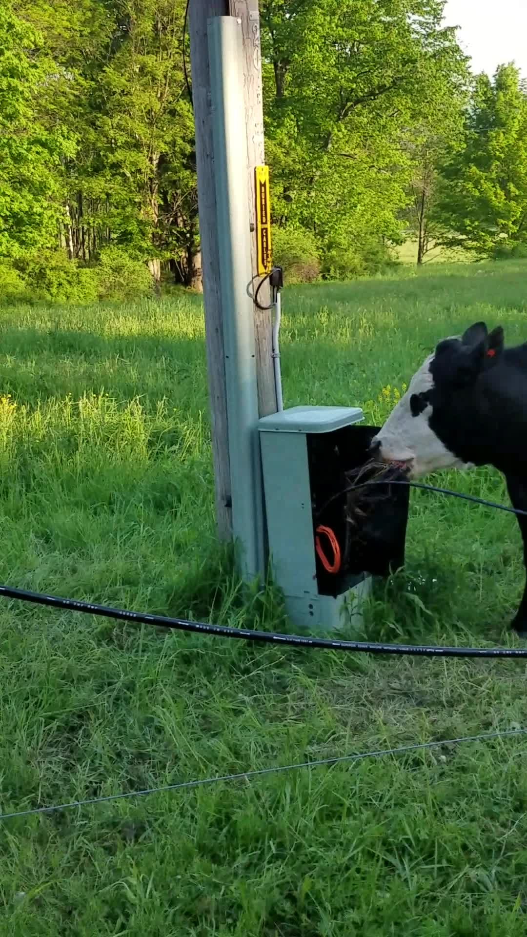 Cow Eats Phone Wires