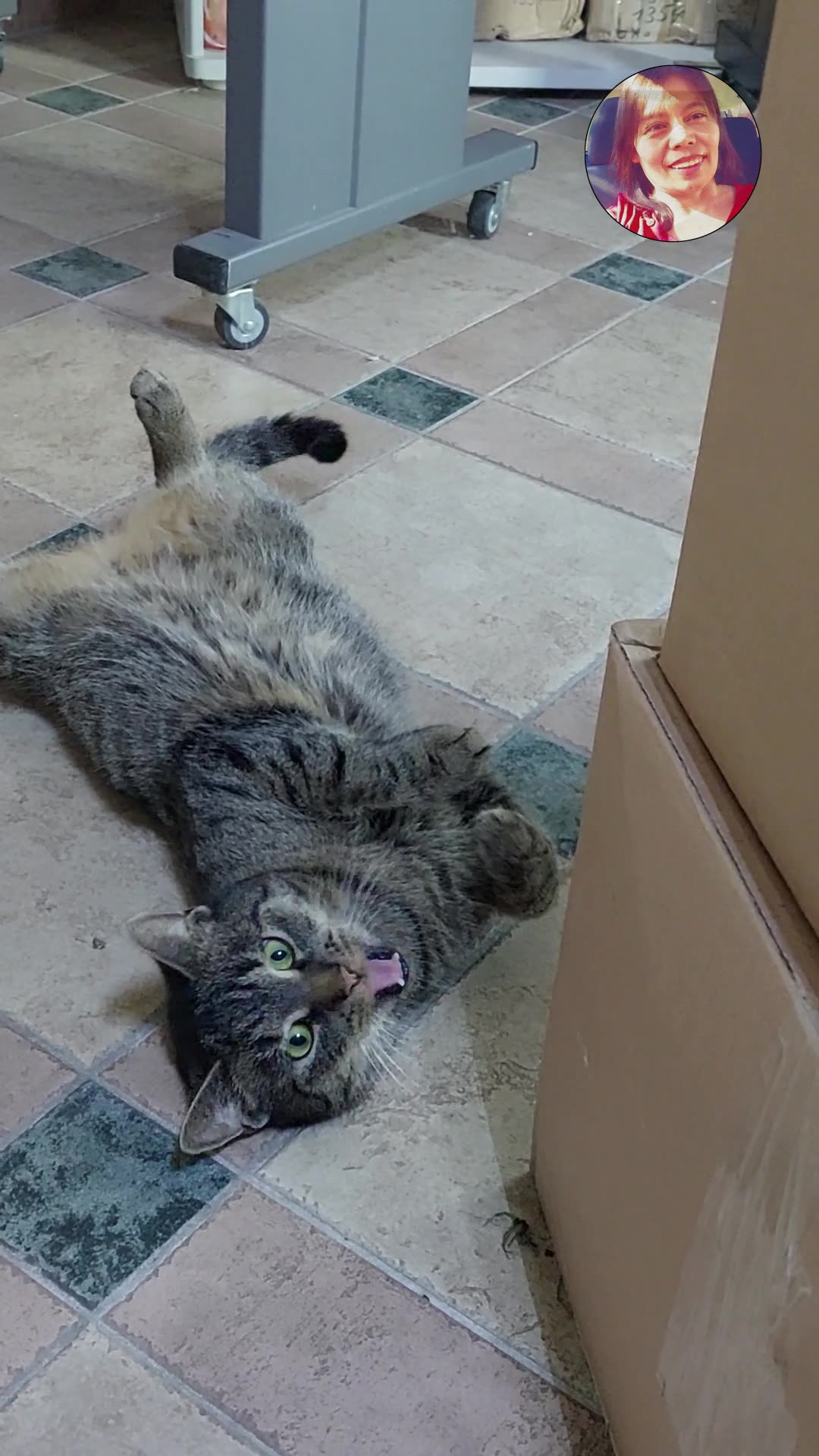 This cute cat what to perform when he see's camera!!! Amazing