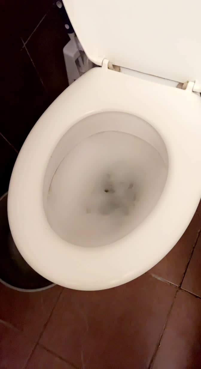 Spider Survives Toilet Flush