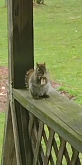 It's Squirrel Again this time it's facing the Cam