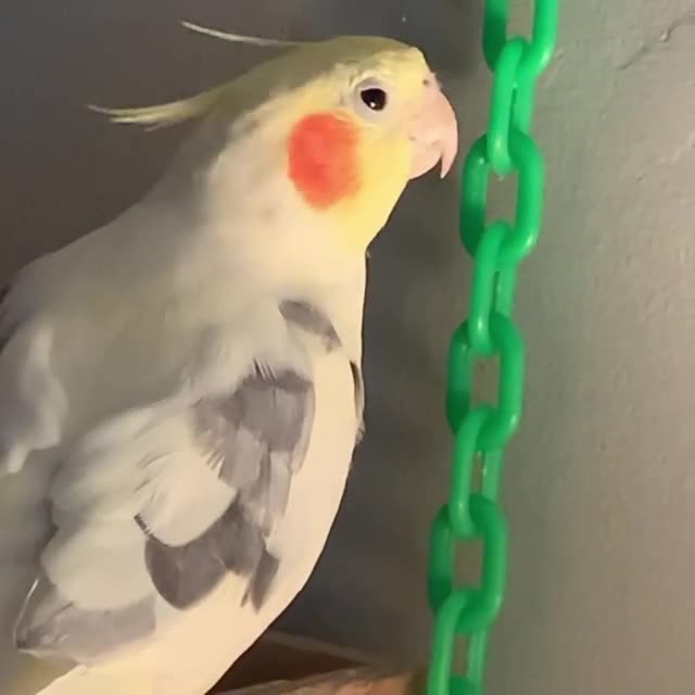 The cockatiel bird plays with iron rings and sings loudly and beautifully 1