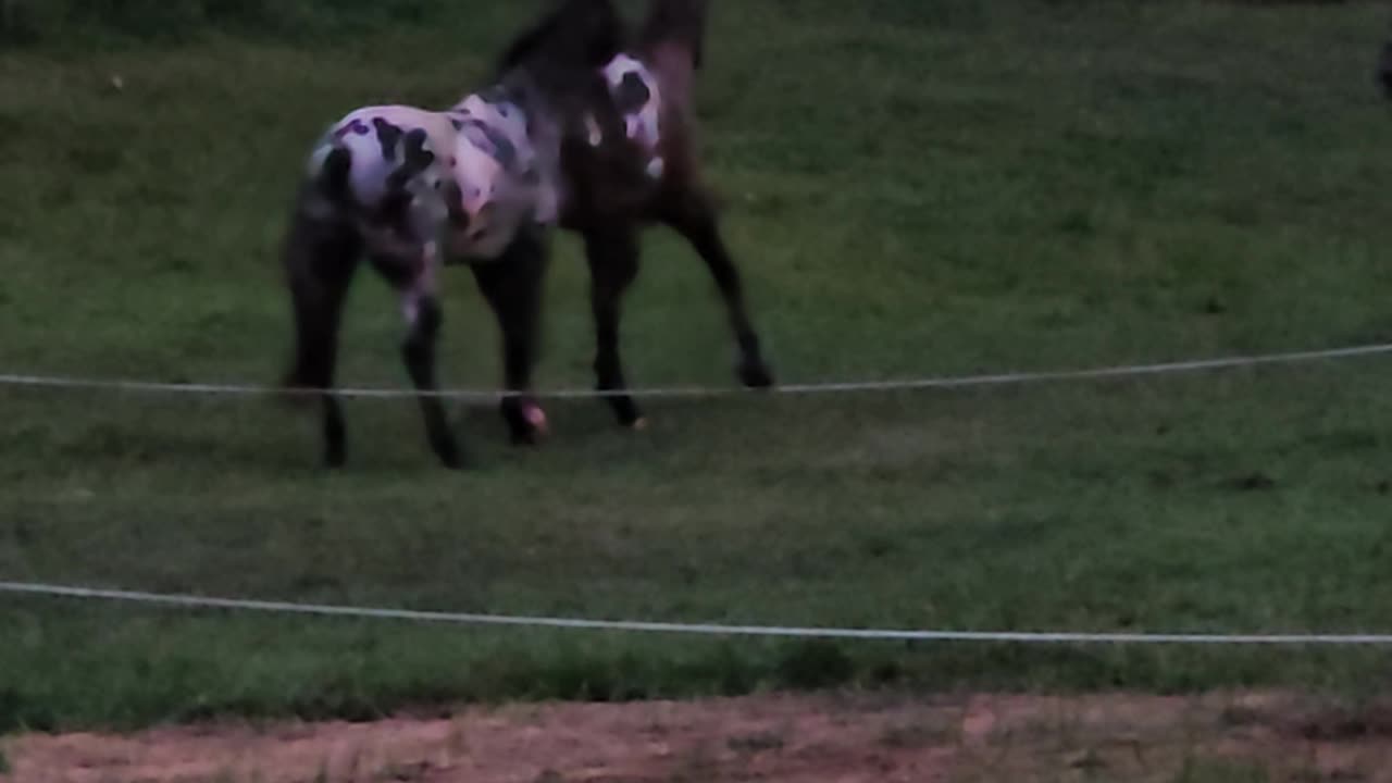 Fooling Around ️🐎🐎 ️