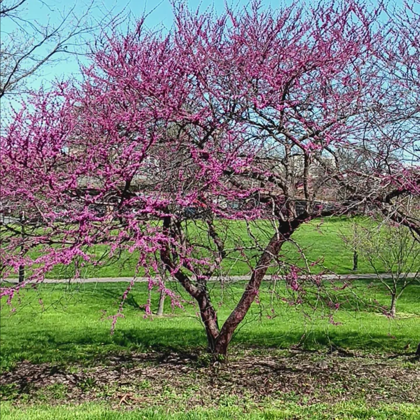 Spring colors