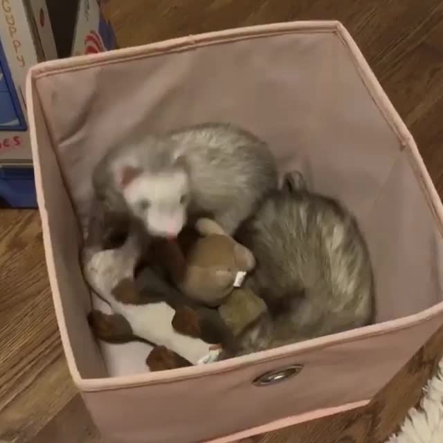 Box full of ferrets will brighten your day!