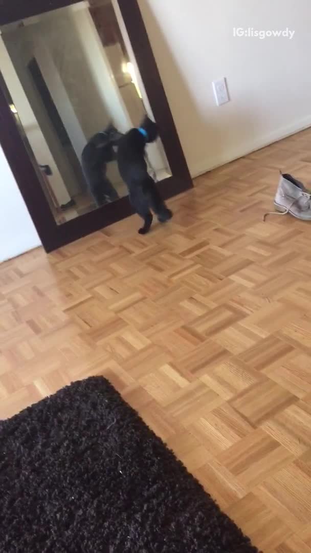 Cat is scared of reflection