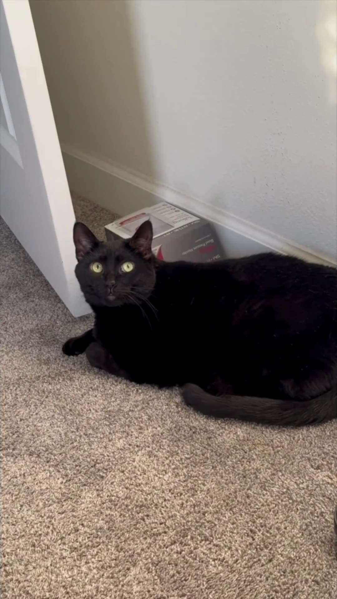 Adopting a Cat from a Shelter Vlog - Cute Precious Piper Carefully ...