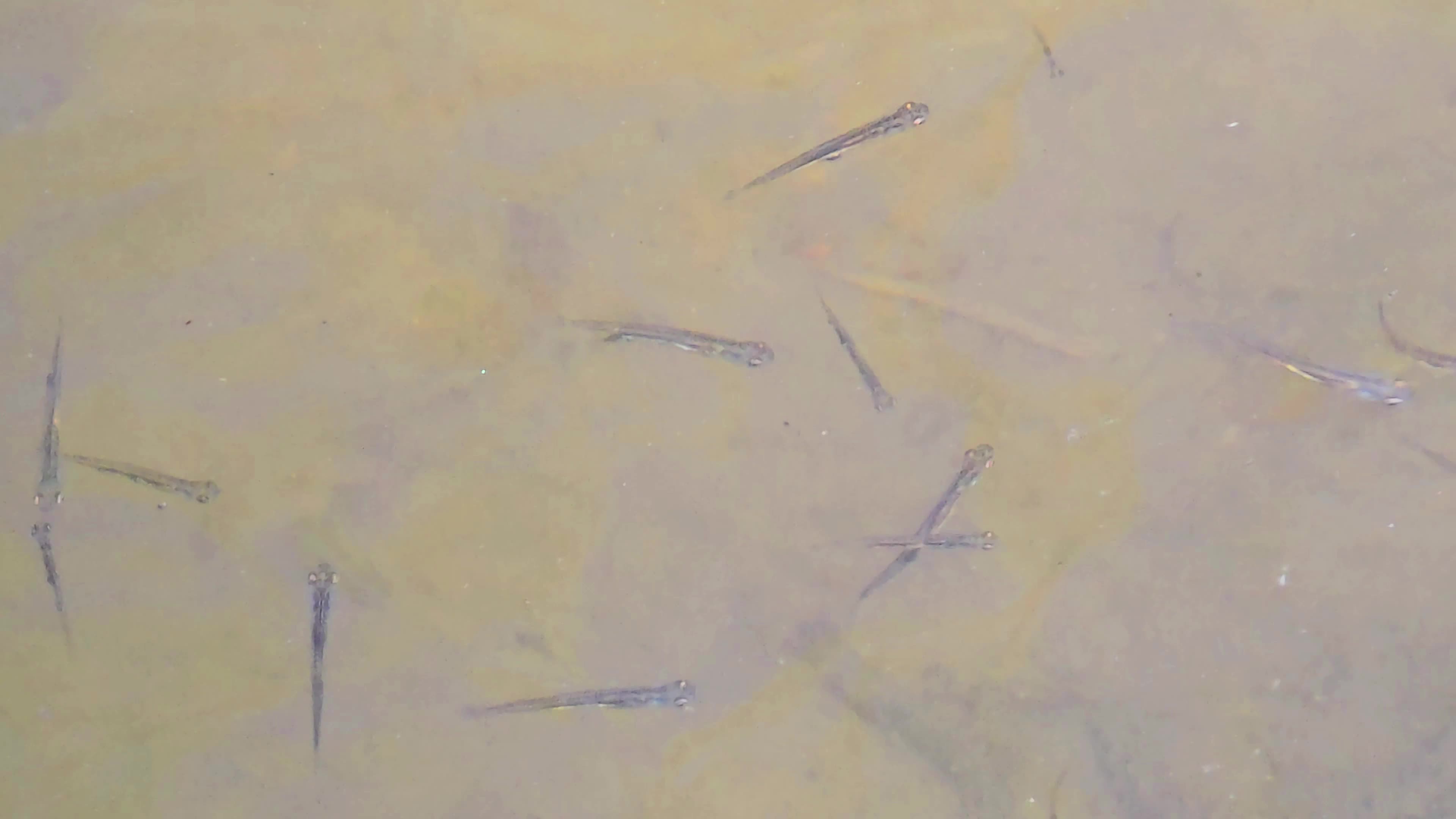 Beautiful little baby fish in the river / beautiful little fish in the ...